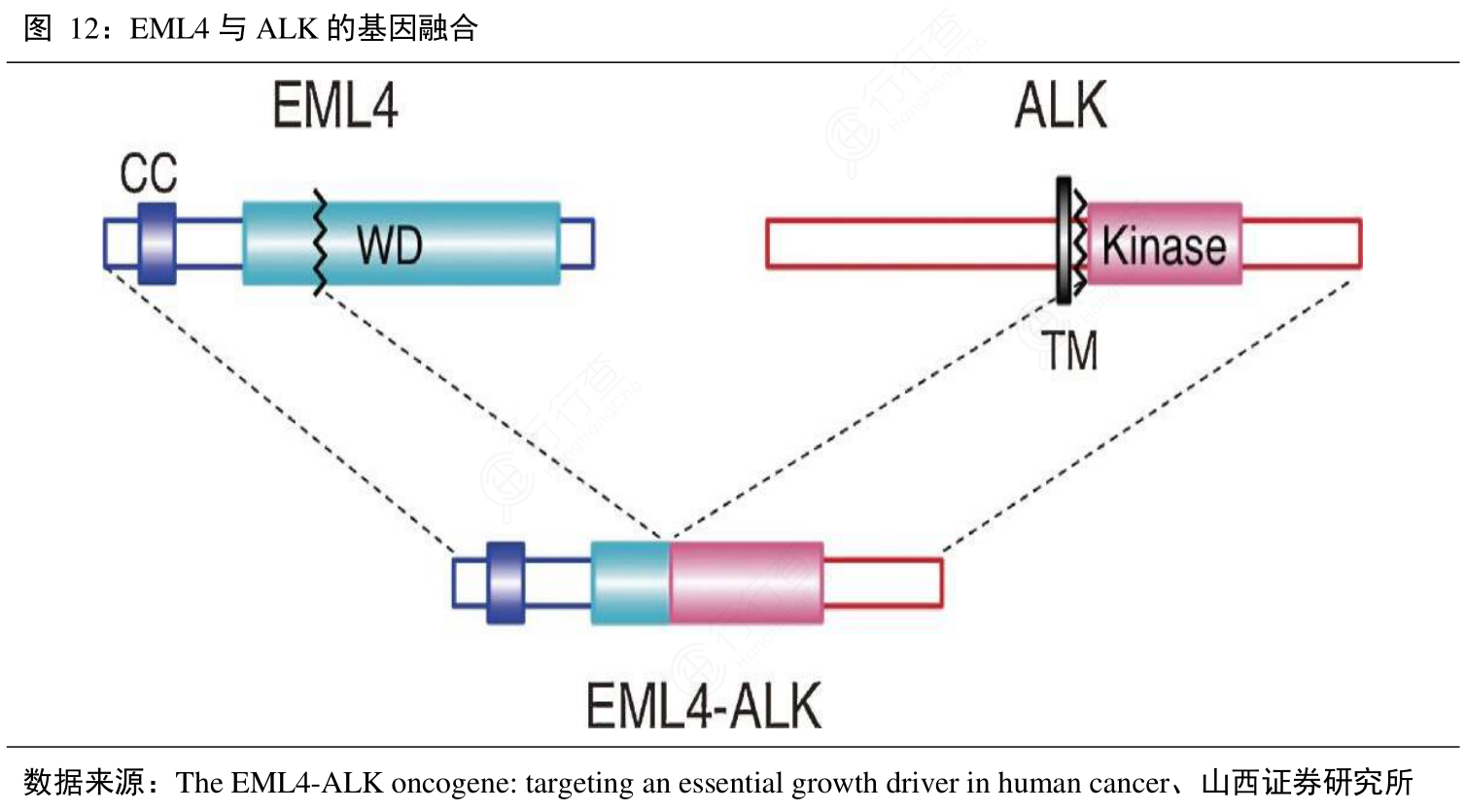 想重点关注EML4与ALK的基因融合的概念是怎样的_行行查_行业研究数据库