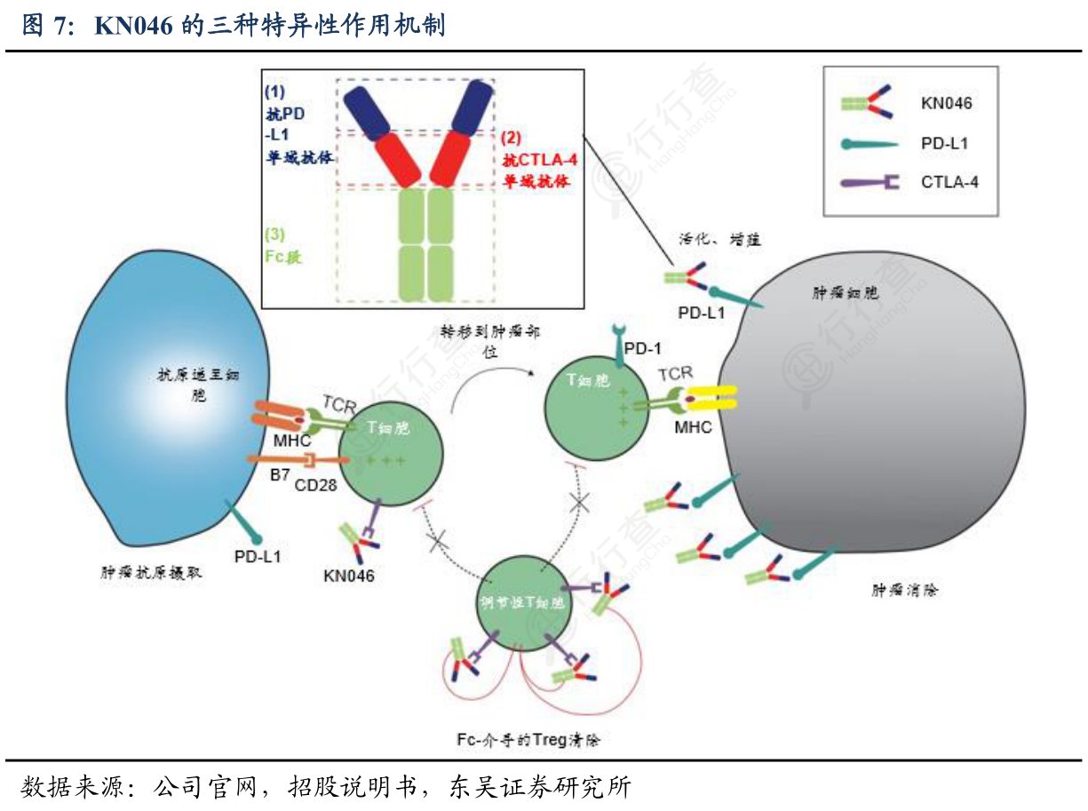我想了解一下KN046的三种特异性作用机制的真实信息_行行查_行业研究数据库